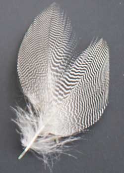 Fly Tying Feathers | Whiting Hackle | Feathers for Fly Tying